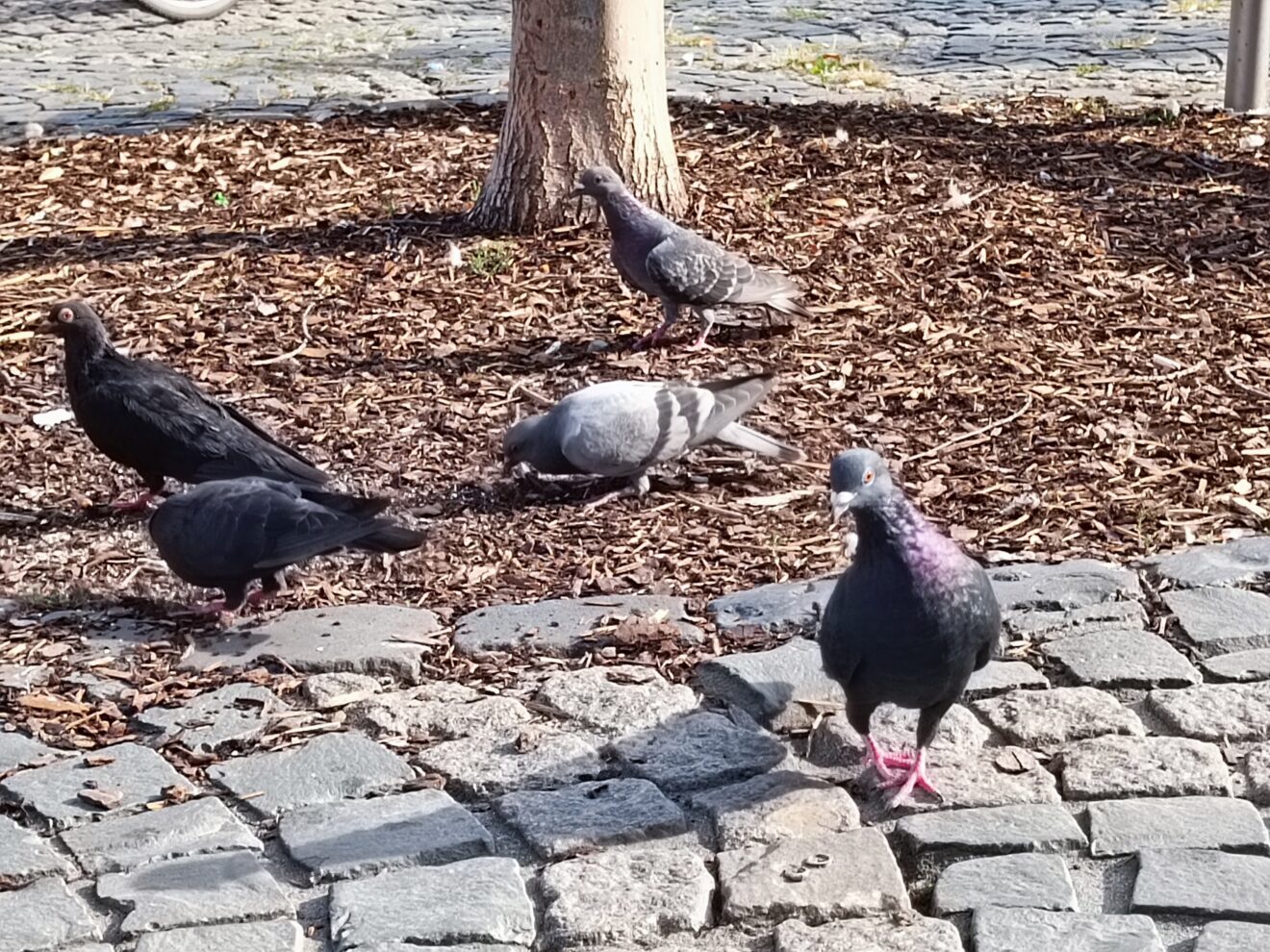 Wunderschone Wo Uberwintern Tauben Ebenbild