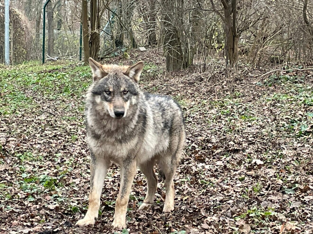 Auf ein Treffen mit den Wölfen im Tiergarten Worms - WO! Magazin - DAS ...